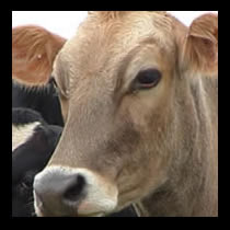 Mad Cow Disease Breakthrough