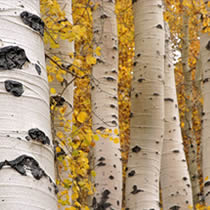 Pollen season arrives, blame the trees