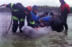 Alaska's endangered beluga whales