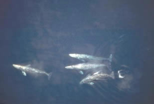 Gray whale migration reaches Arctic